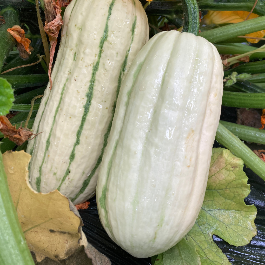 Winter Squash Seeds Delicata