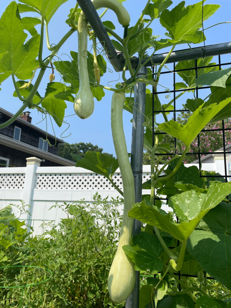 Squash Tromboncino Seeds