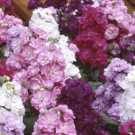 Stocks 10 Week Mixed Flower Seeds Fragrant Colourful Bedding Variety