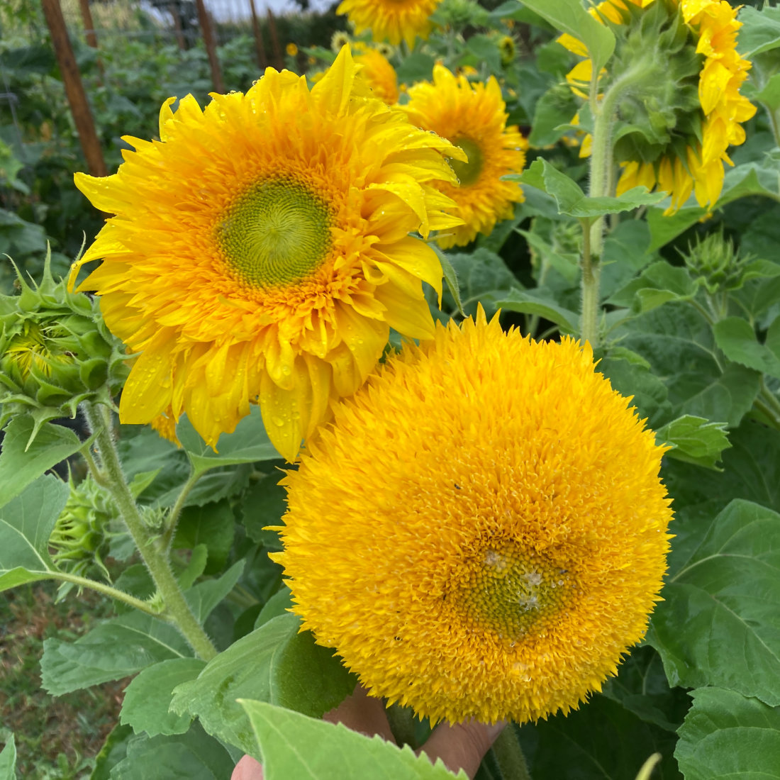 Sunflower Seeds Double Delight Bi Colour Blooms Flower Seeds for Borders