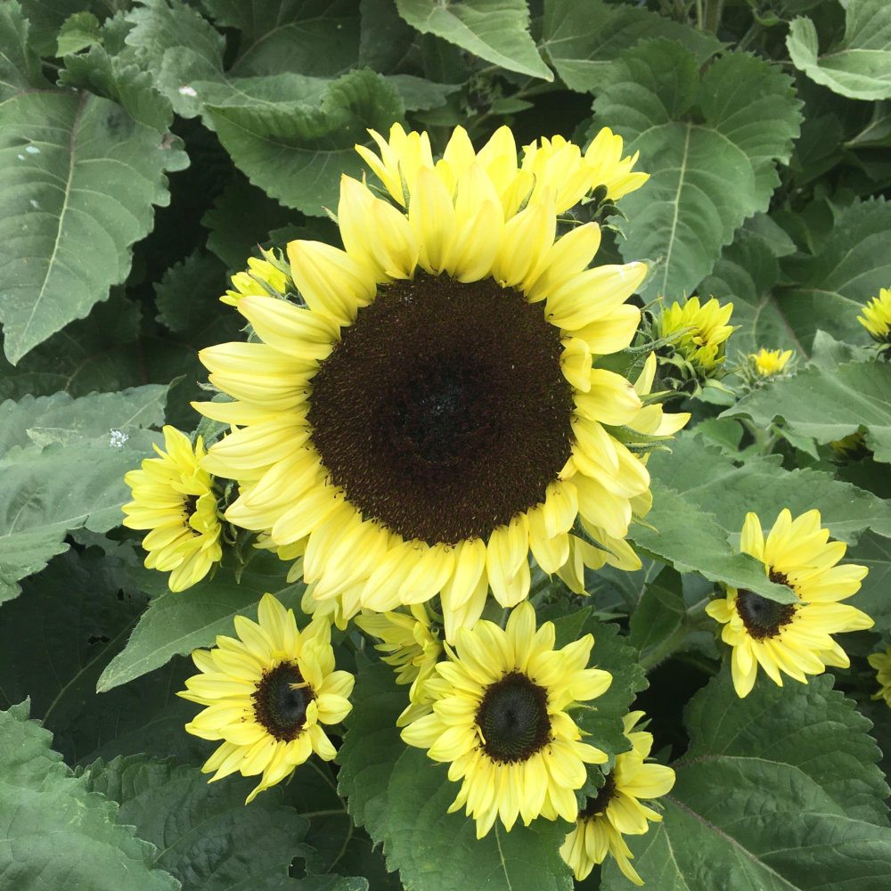 Sunflower Seeds Lemon Bling dwarf bright yellow blooms easy to grow