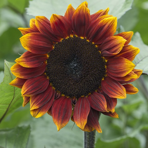 Sunflower Seeds - Ruby Passion