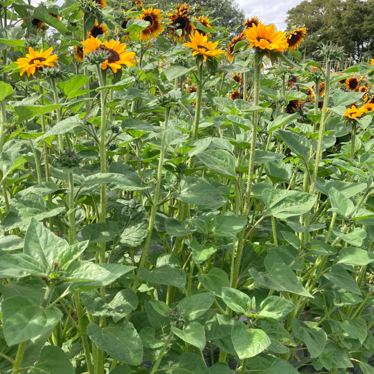Sunflower Seeds Tanya for Cut Flowers - High Yield Garden Flower Seeds