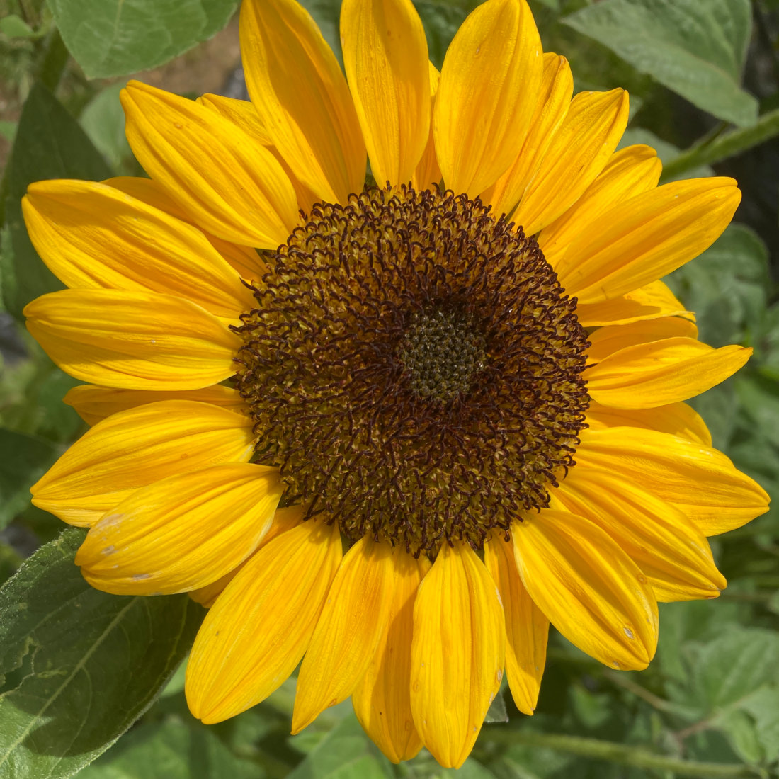 Sunflower Seeds Tanya for Cut Flowers - High Yield Garden Flower Seeds