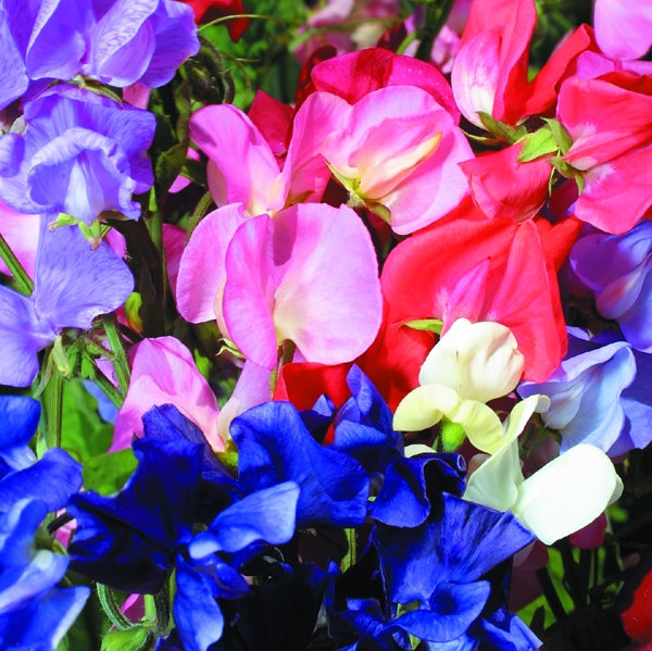 Sweet Pea Mammoth Mixed Flower Seeds highly scented climbing variety