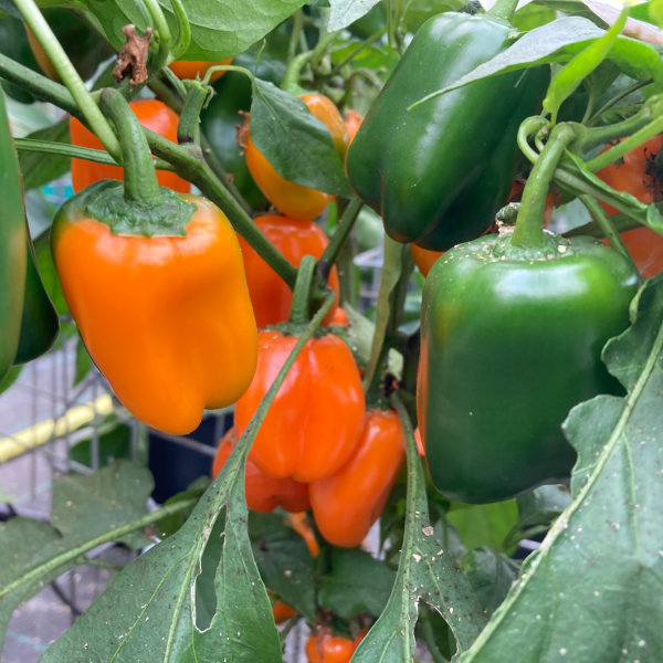 Sweet Pepper Hamik Seeds Sweet Snacking Variety for Greenhouse or Patio