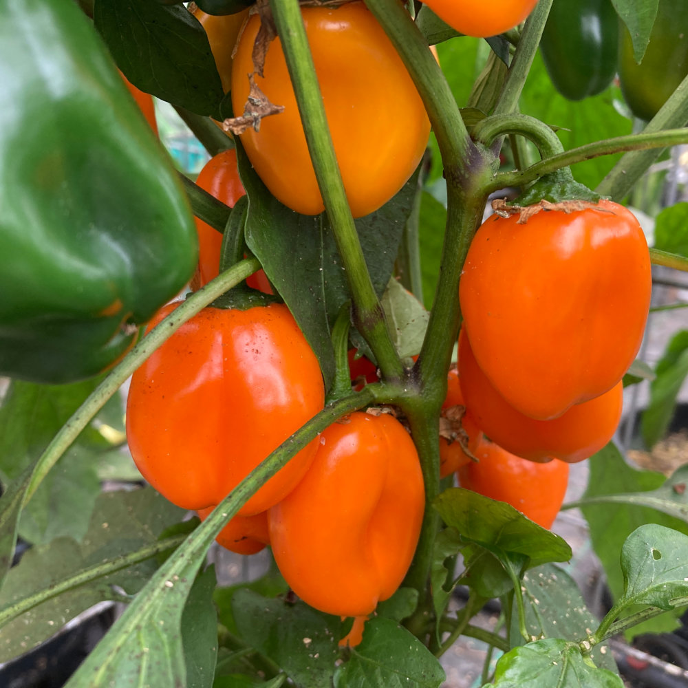 Sweet Pepper Hamik Seeds Sweet Snacking Variety for Greenhouse or Patio