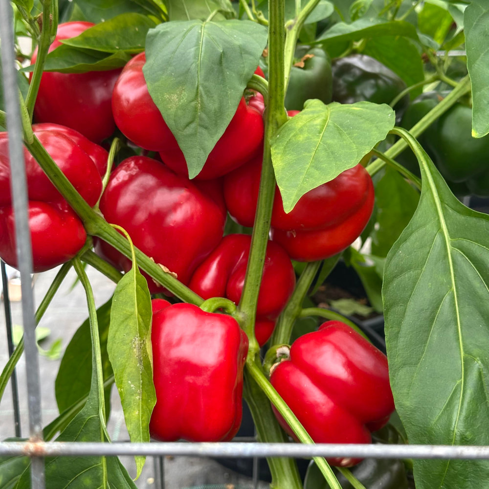 Sweet Pepper Indired Seeds for Growing Productive Red Sweet Peppers