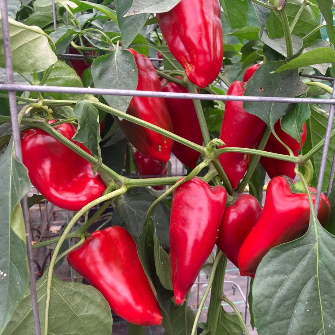 Sweet Pepper Rafaelus Seeds High Yield Vegetable Seeds for Greenhouse