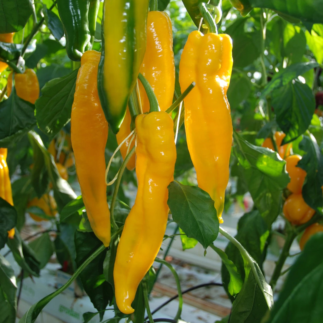 Sweet Pepper Sweet Point Yellow Seeds for Growing Large Pointed Peppers