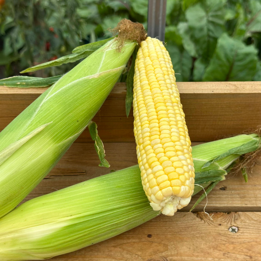 Sweetcorn Contrast — bi-coloured, tender sweetcorn with classic flavour ...