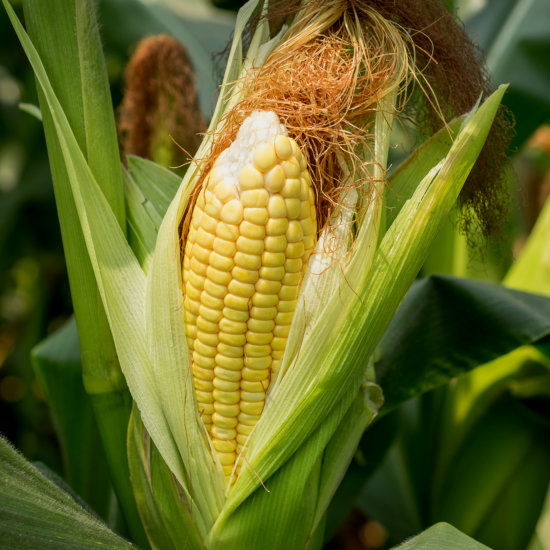 Sweetcorn 6800R Vegetable Seeds F1 Sweet Corn for High Yields