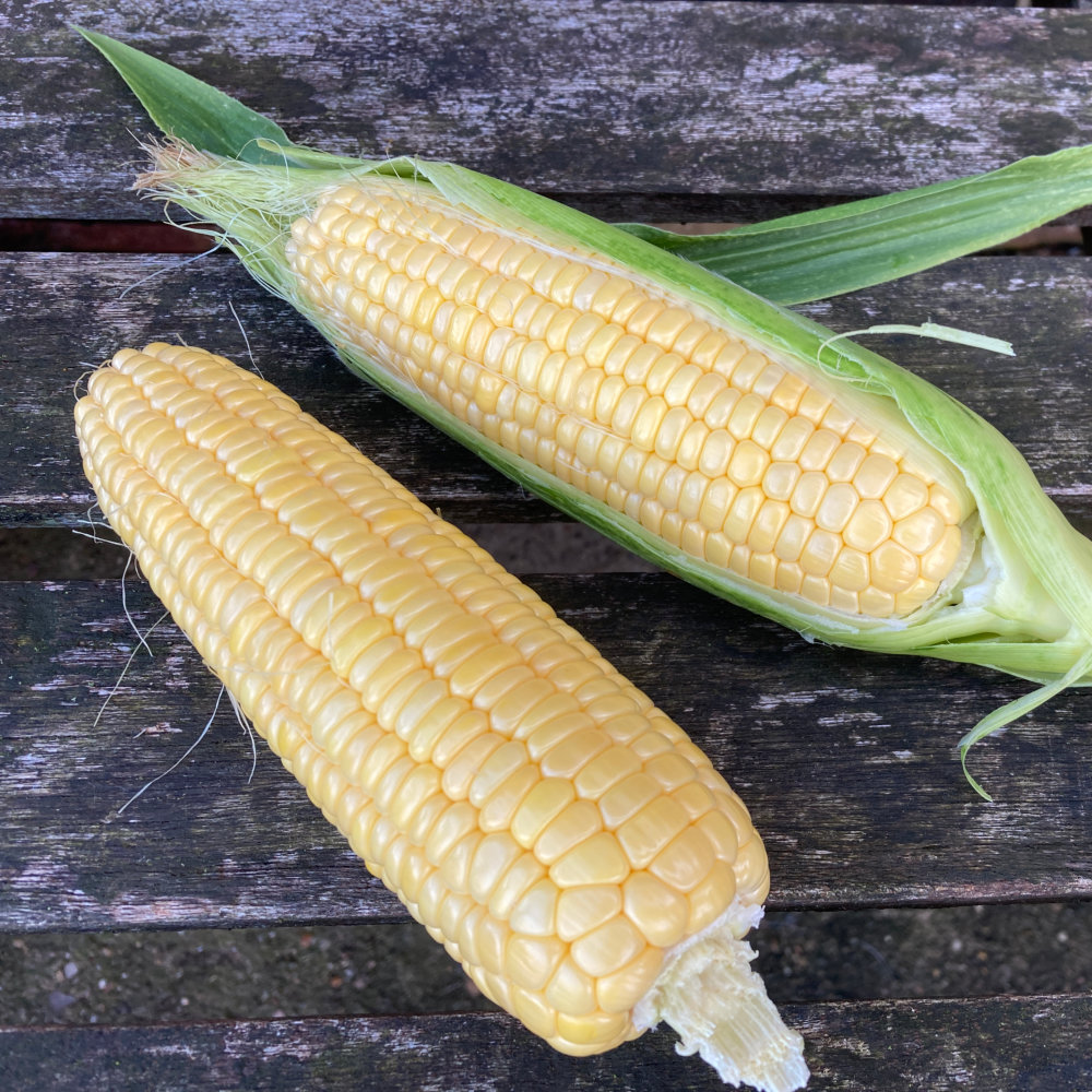 Sweetcorn Seeds F1 Mirai Gold