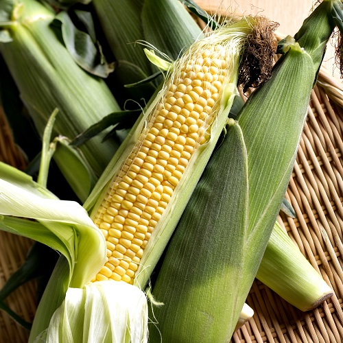 Sweetcorn Swift Seeds Early Crop Sweet Corn Variety for UK Gardens