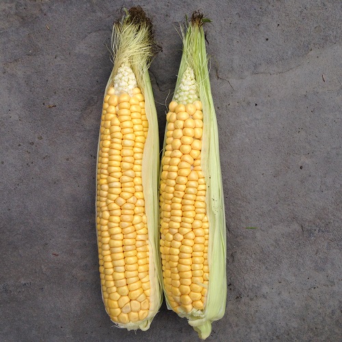 Sweetcorn Incredible Seeds Large Sweet Cobs High Yield Vegetable Seed ...