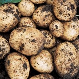 Swift Seed Potatoes First Early High Yield Chitting Tubers for Planting