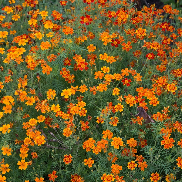 Tagetes Starfire Mixed Flower Seeds vibrant dwarf marigold mix for bedding