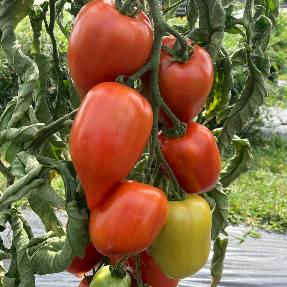 Tomato Big Mama seeds heavy cropping outdoor indeterminate vegetable ...