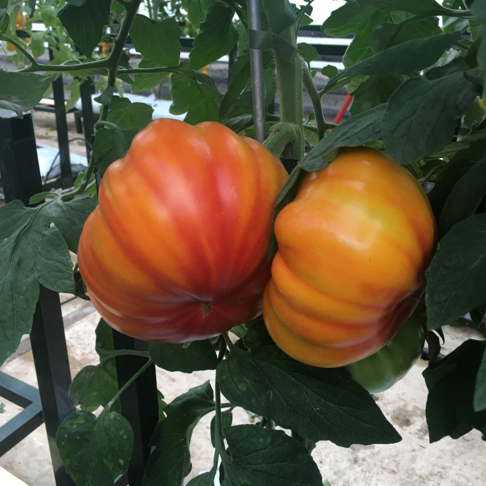 Tomato Buffalosun Seeds Large Bicolour Beefsteak Variety for Greenhouse