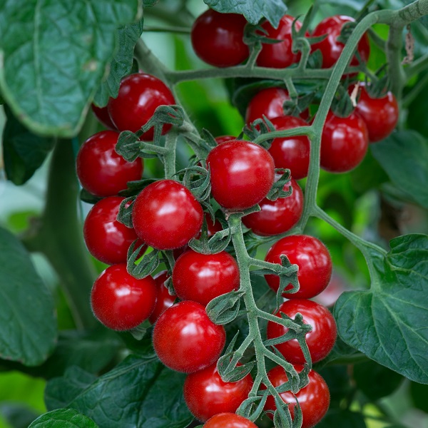 Baby Tomato Plant Vanilla Icing: San Marzano