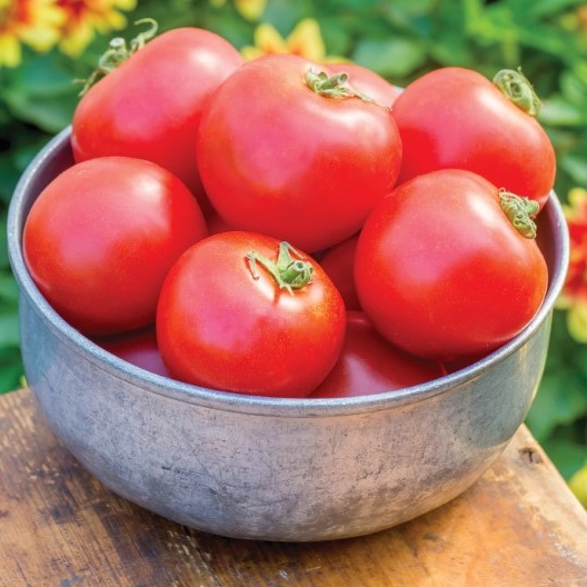Crimson Crush Tomato Seeds - Blight Resistant