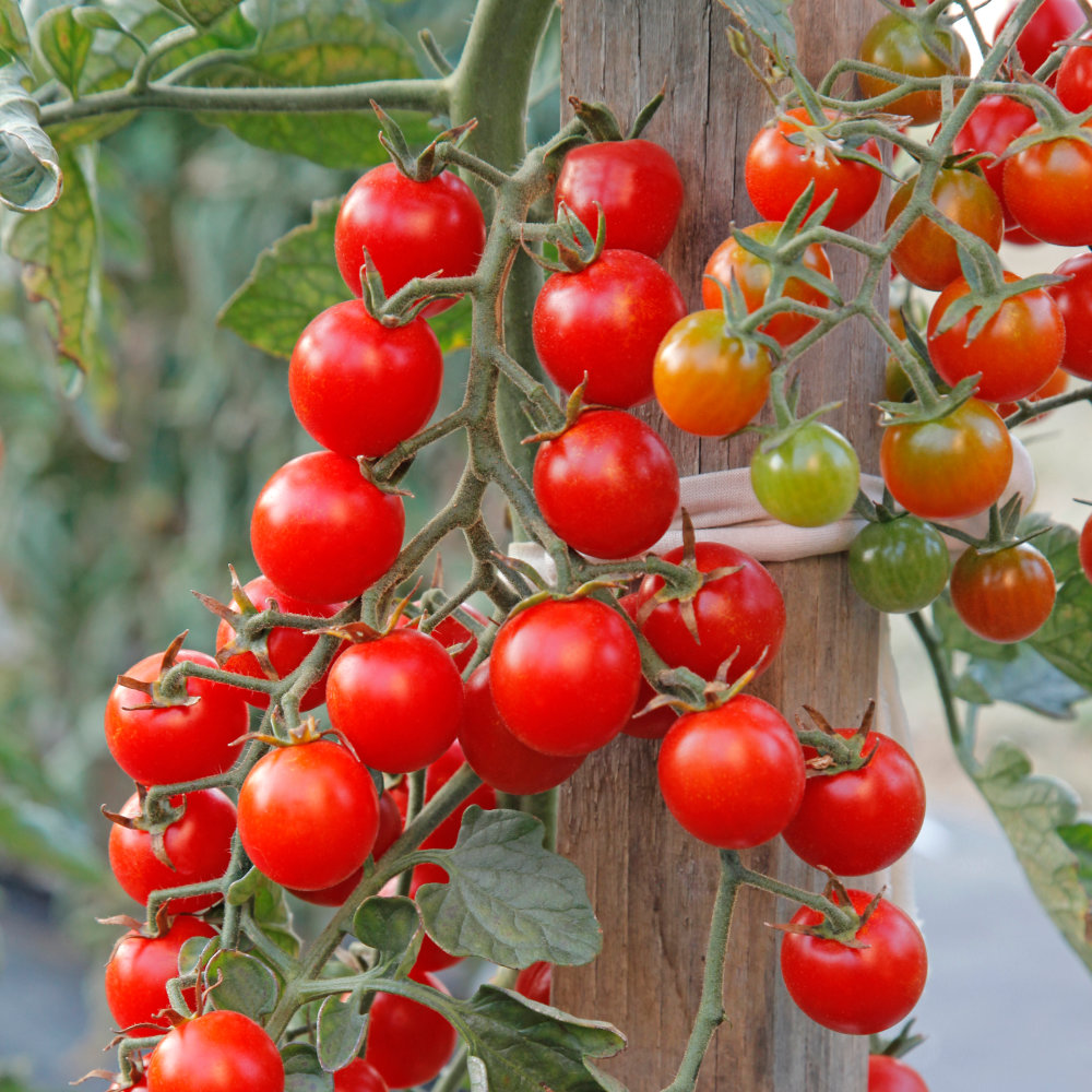Cherry Tomato Seeds - Crokini - Blight Resistant