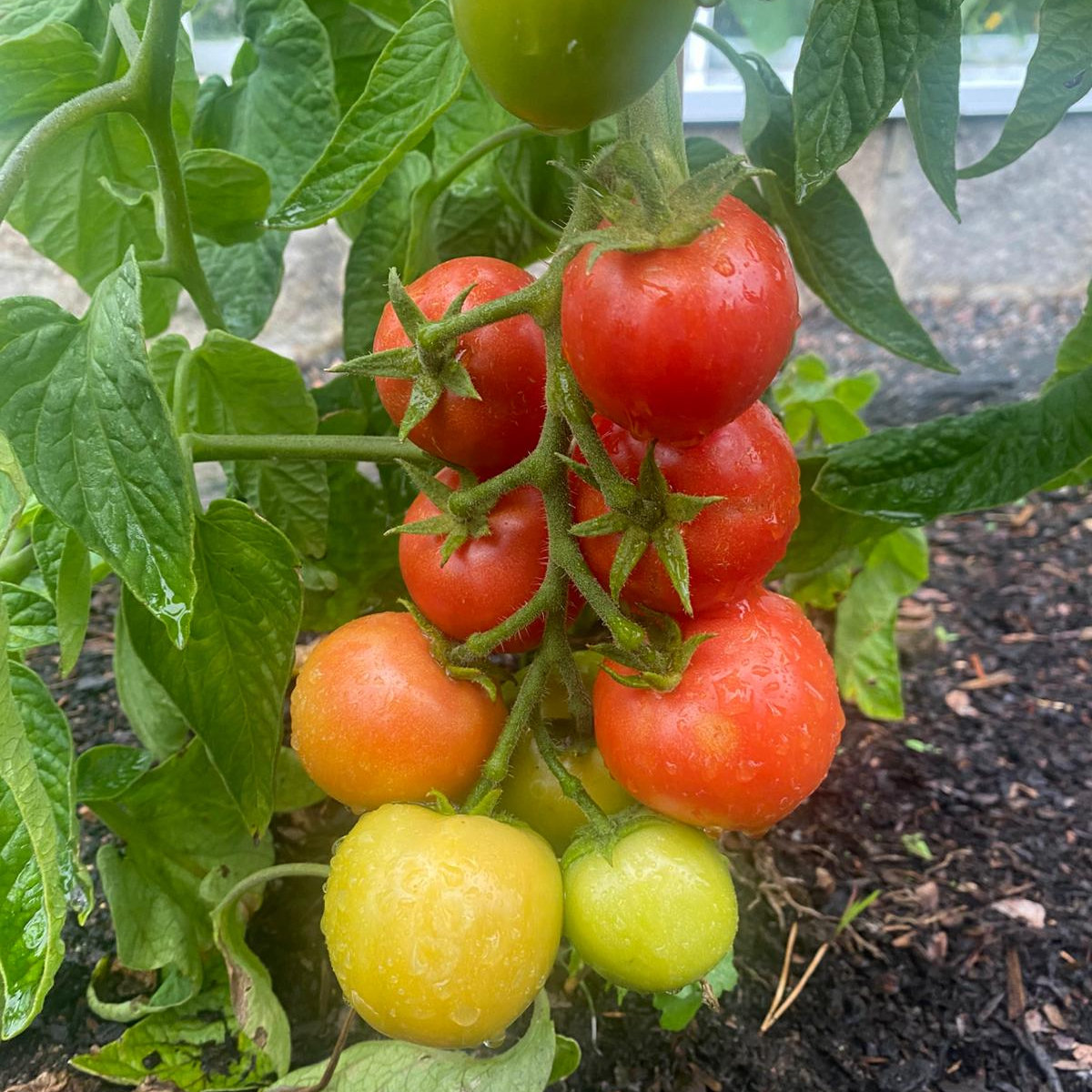 Tomato Endurance - Blight Resistance