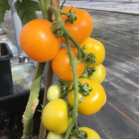 Tomato Golden Sunrise Seeds | Early Yellow Salad Variety for Greenhouses