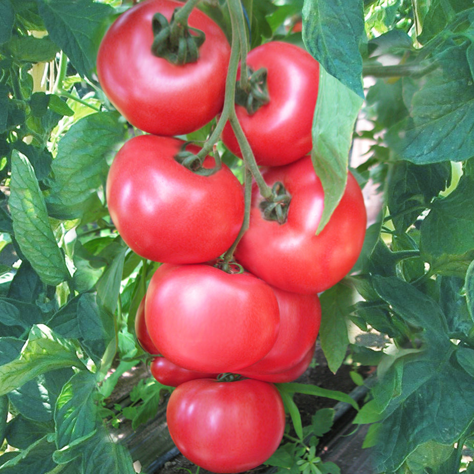 Tomato Seeds Honey Moon