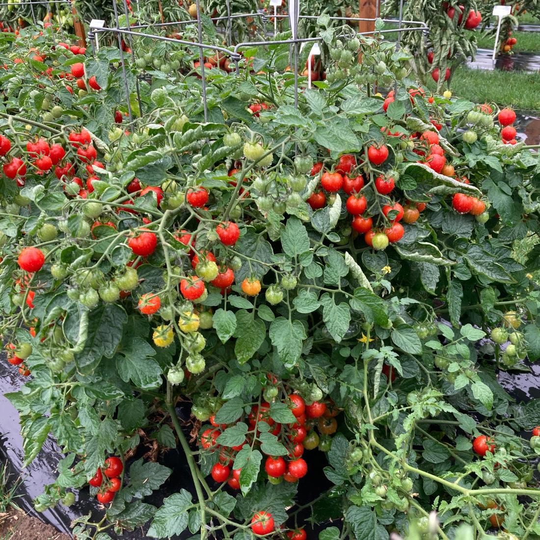 Tomato Lizzano Seeds Compact Bush Cherry Variety for Containers and Baskets