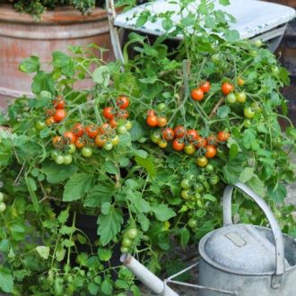 Tomato Losetto F1 blight resistant cherry tomato seeds for outdoor growing
