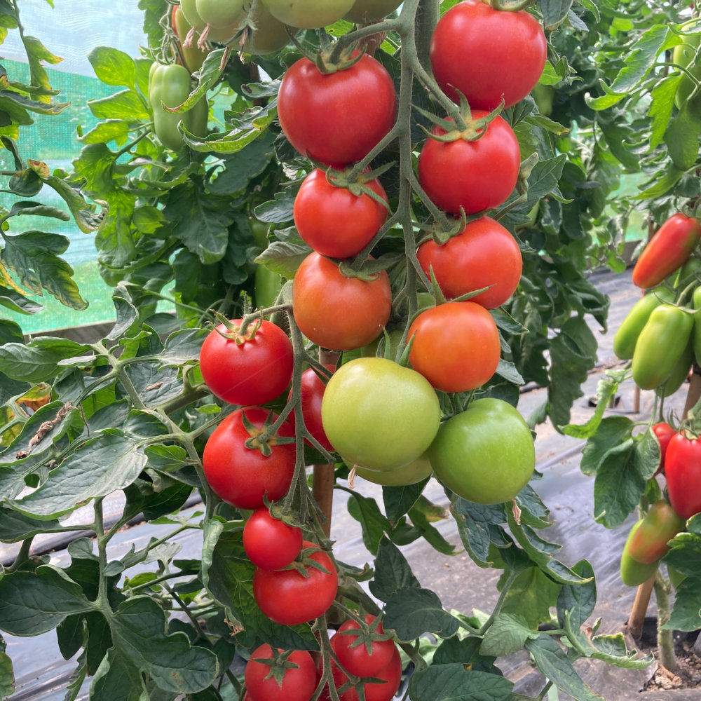 Tomato Maisey Seeds Early High Yielding Salad Variety for Greenhouse ...