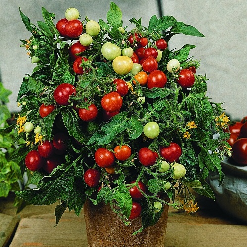 Tomato Micro Tom Seeds compact cherry tomato for containers and small ...