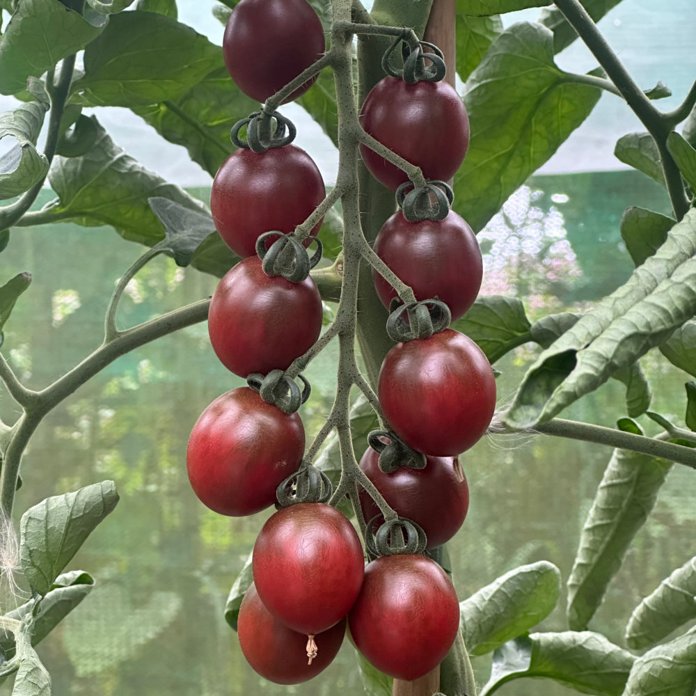 Tomato Morello Seeds Vine Cherry Variety Outdoor Greenhouse Growing