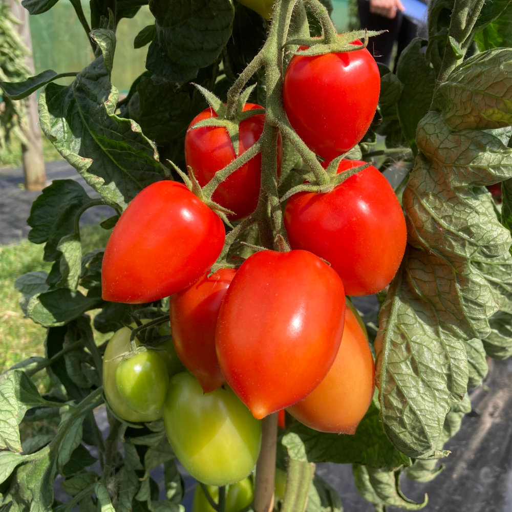 Tomato Nagina Seeds for High Yield Vegetable Growing UK