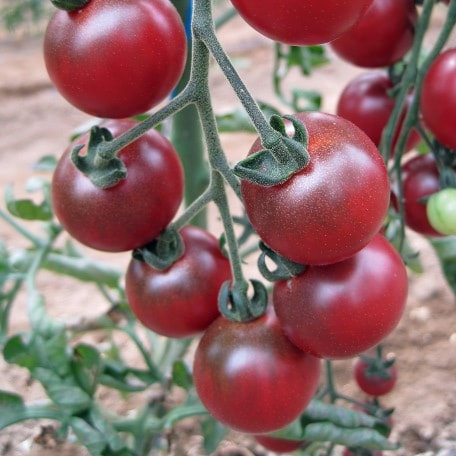Tomato Rosella Seeds Sweet Cherry Type High Yield Vegetable Garden Variety