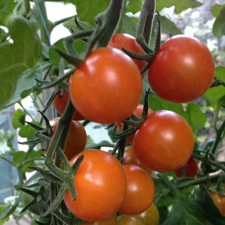 Tomato Sungold Seeds Sweet Cherry Variety for High Yields Vegetable Garden