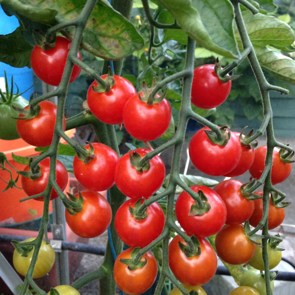 Tomato Supersweet 100 Seeds Cherry Vine Variety High Yielding RHS AGM