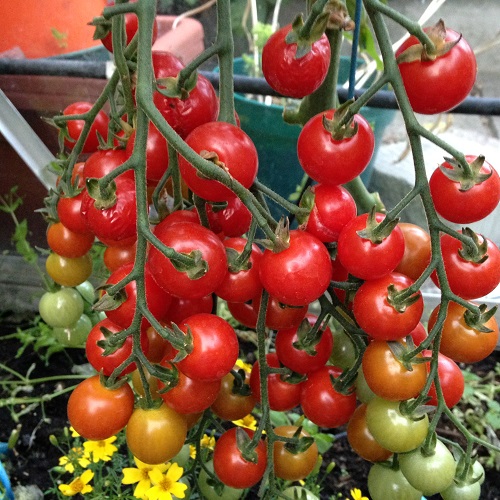 Tomato Sweet Aperitif Seeds cherry type high sugar content for greenhouse
