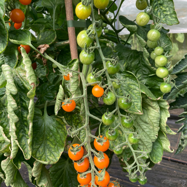 Tomato Berry Yellow Seeds Sweet Yellow Cherry Tomato Variety for Garden ...