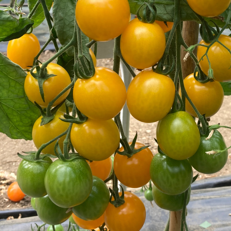 Tomato Yellow Mimi Seeds Sweet Yellow Cherry Tomatoes Vegetable Seeds