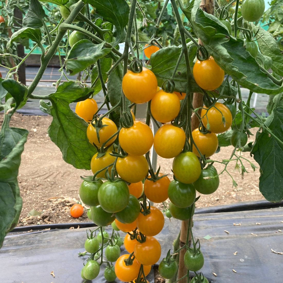 F1 Yellow Cherry Tomato Seeds Yellow Mimi
