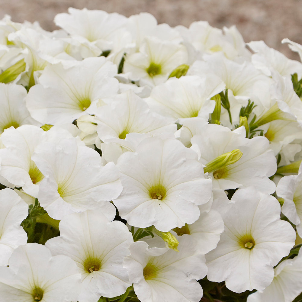 Trailing Petunia Seeds White for Baskets and Containers Flower Seeds