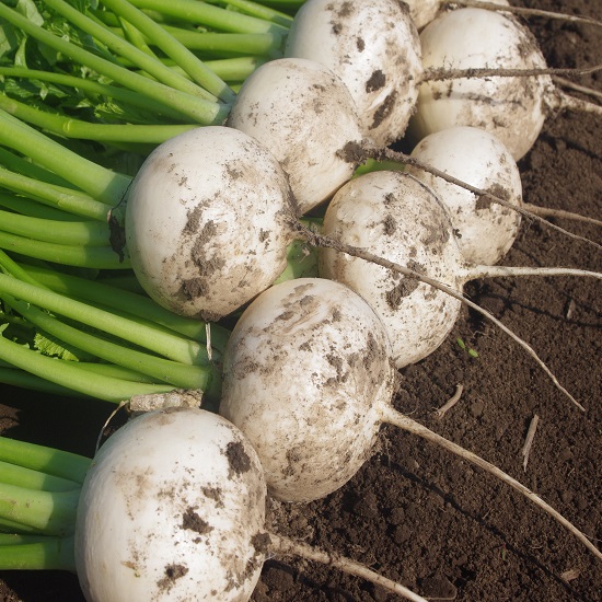 Turnip Tokyo Cross Vegetable Seeds Fast Growing Crisp Flavour