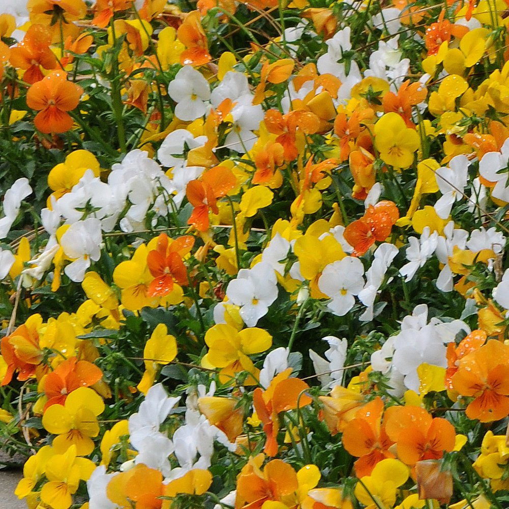 Viola Seed Citrus Mixed Flower Seeds for Vibrant Garden Colour