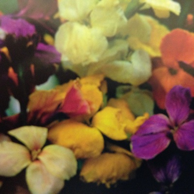 Wallflower Seed Bedder Mixed Flower Seeds for Vibrant Spring Bedding