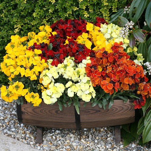 Wallflower Seeds Sugar Rush Mixed for Bedding and Borders â€“ Flower Seeds
