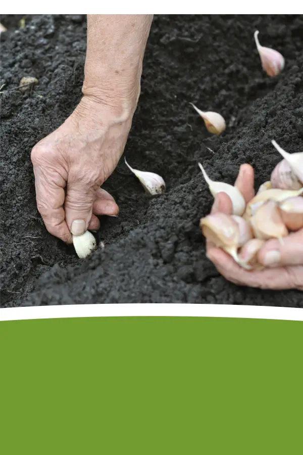 Buy Vegetable Seeds, Flower Seeds and Potato Seeds online from only 59p pkt