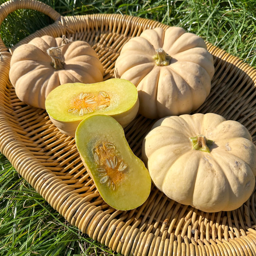 Winter Squash Seeds Autumn Crown