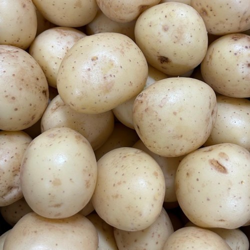 JBA Harry Seed Potatoes 2kg Second Early Variety for High Yields